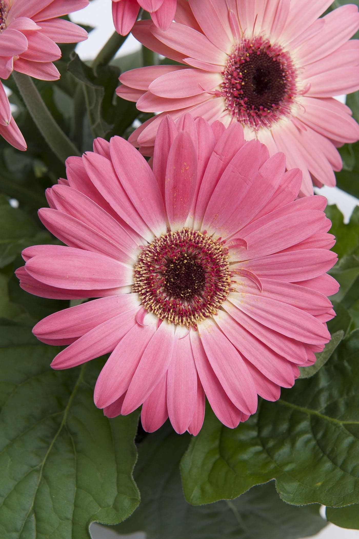 Sakata Seed Sudamerica - Flores | Majorette