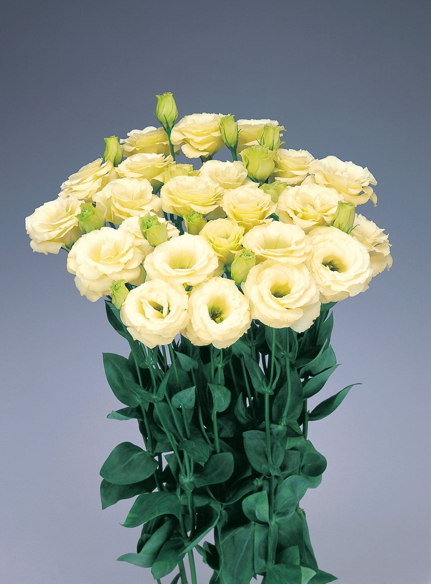 Sakata Seed Sudamerica - Flores | Robella II