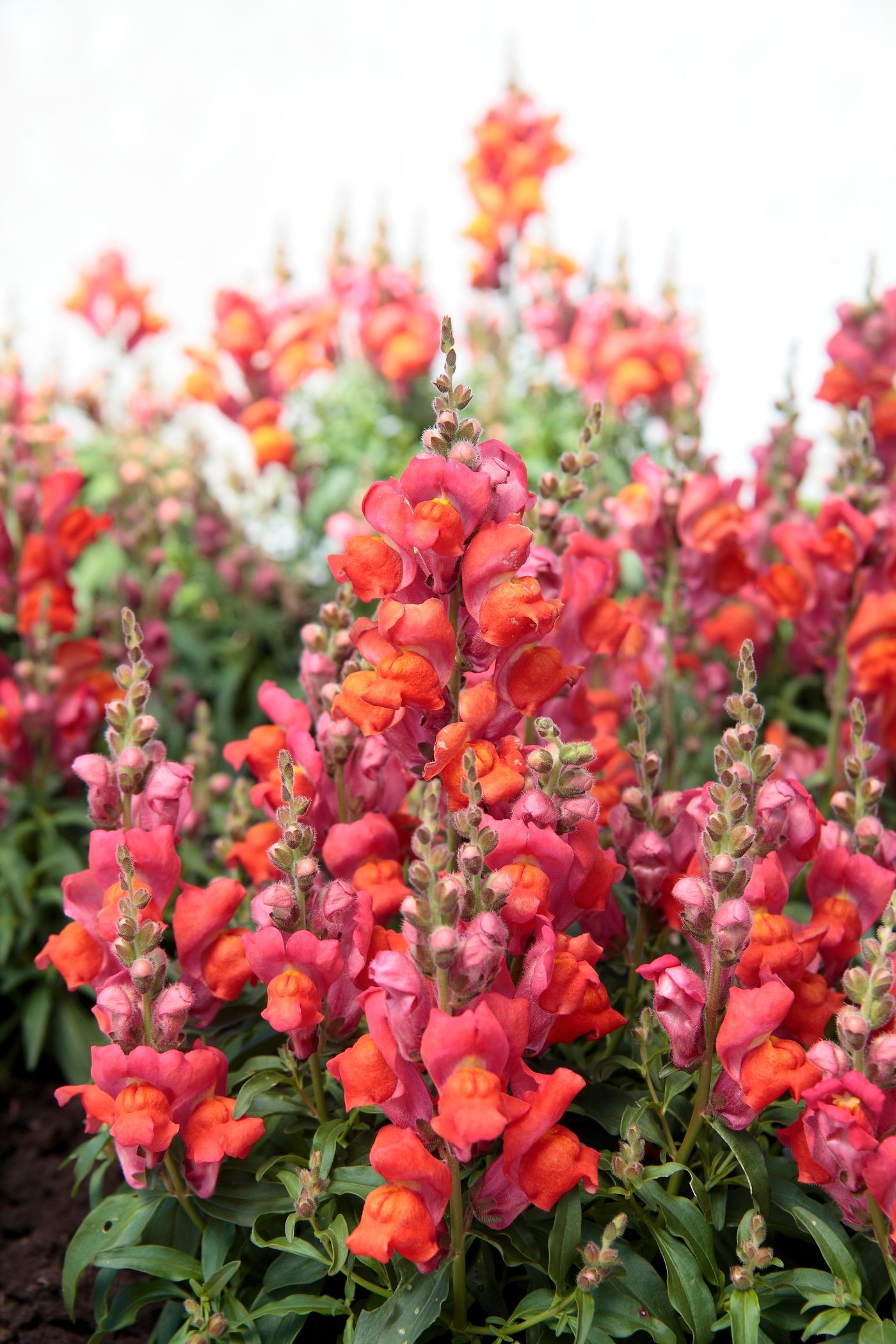 Sakata Seed Sudamerica - Flores | Candy Tops