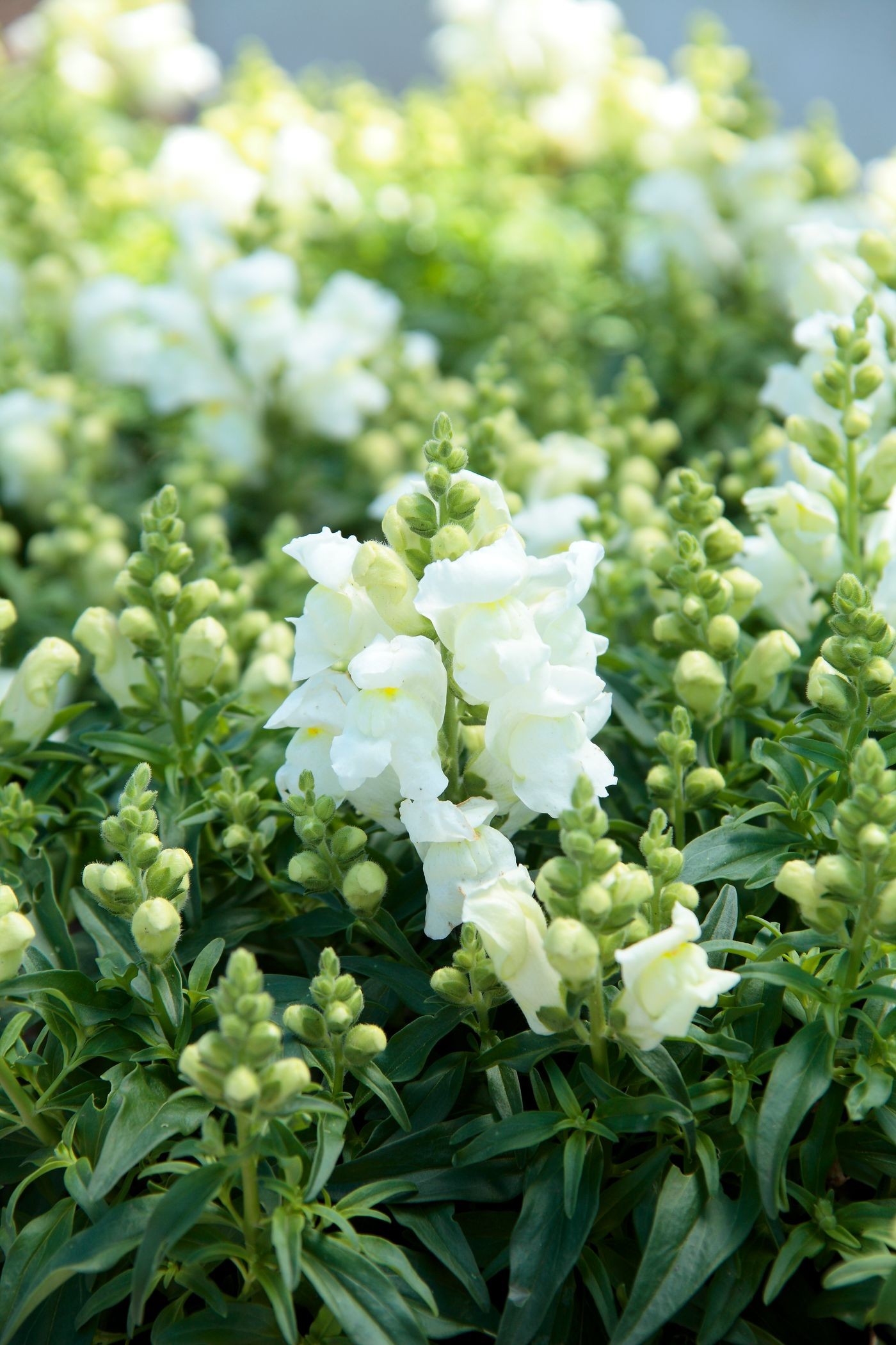 Sakata Seed Sudamerica - Flores | Candy Tops