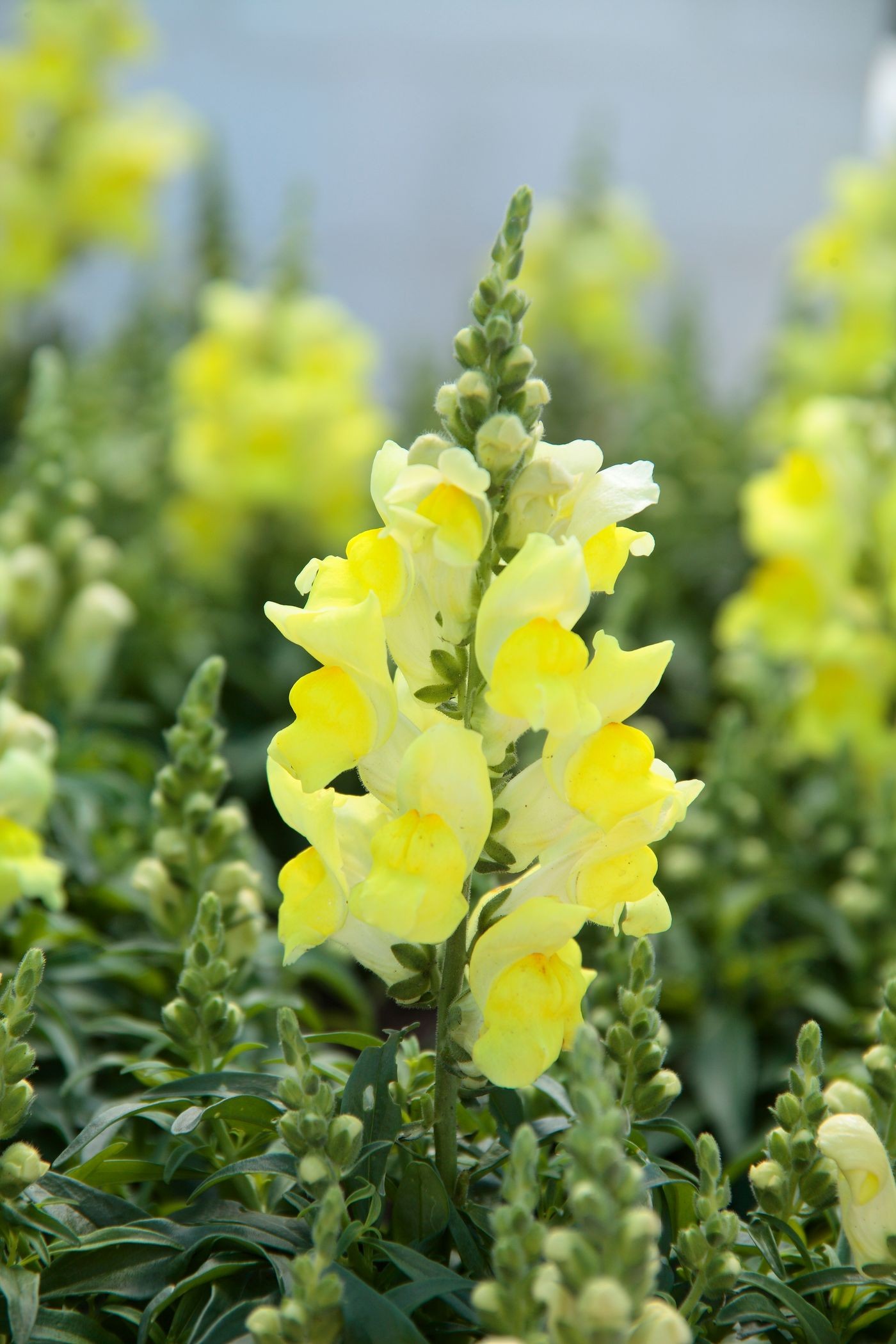 Sakata Seed Sudamerica - Flores | Candy Tops