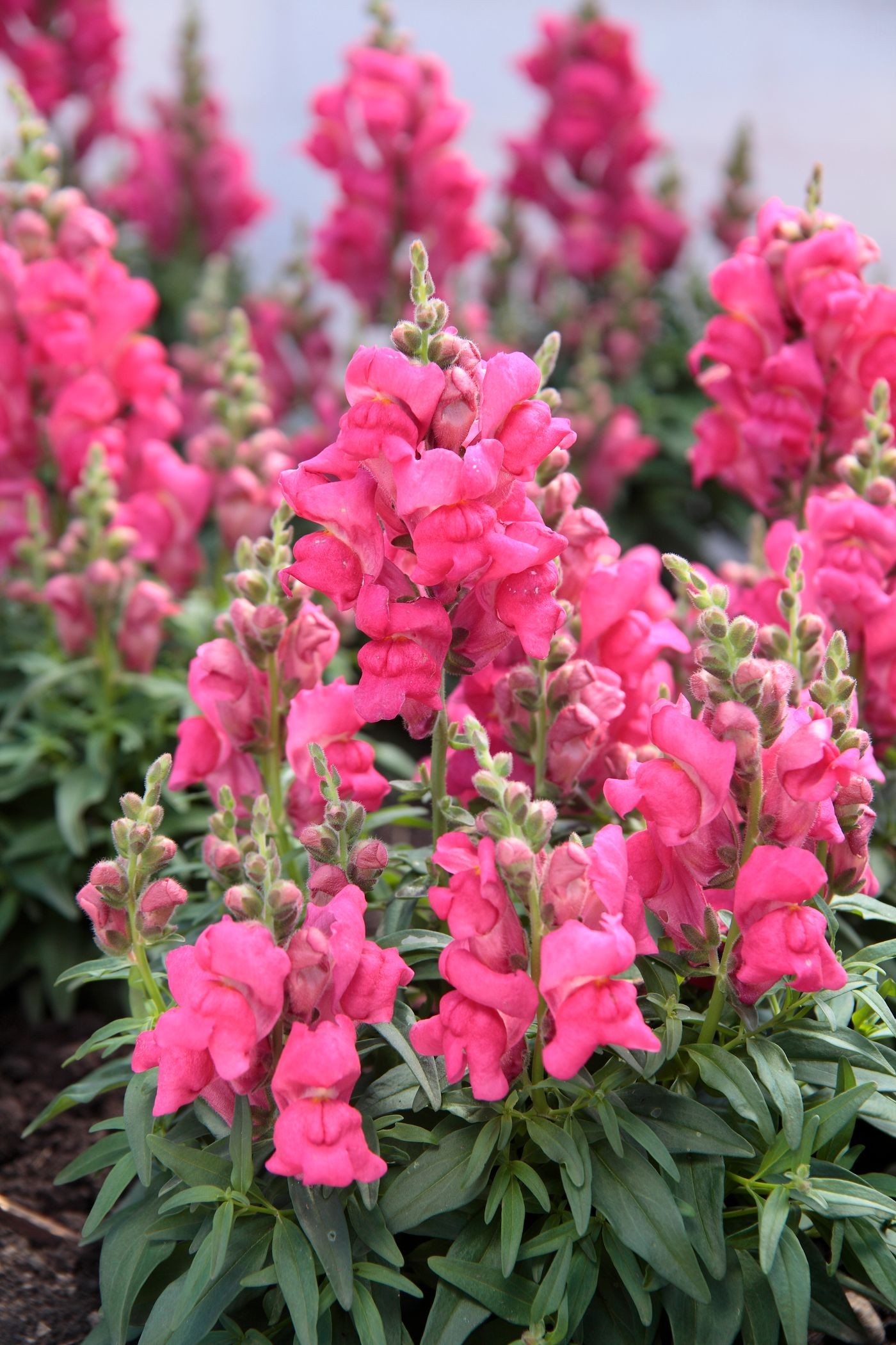 Sakata Seed Sudamerica - Flores | Candy Tops