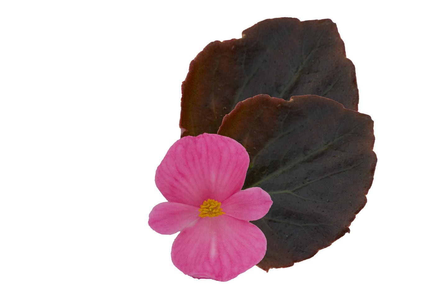 Sakata Seed Sudamerica - Flores | Senator