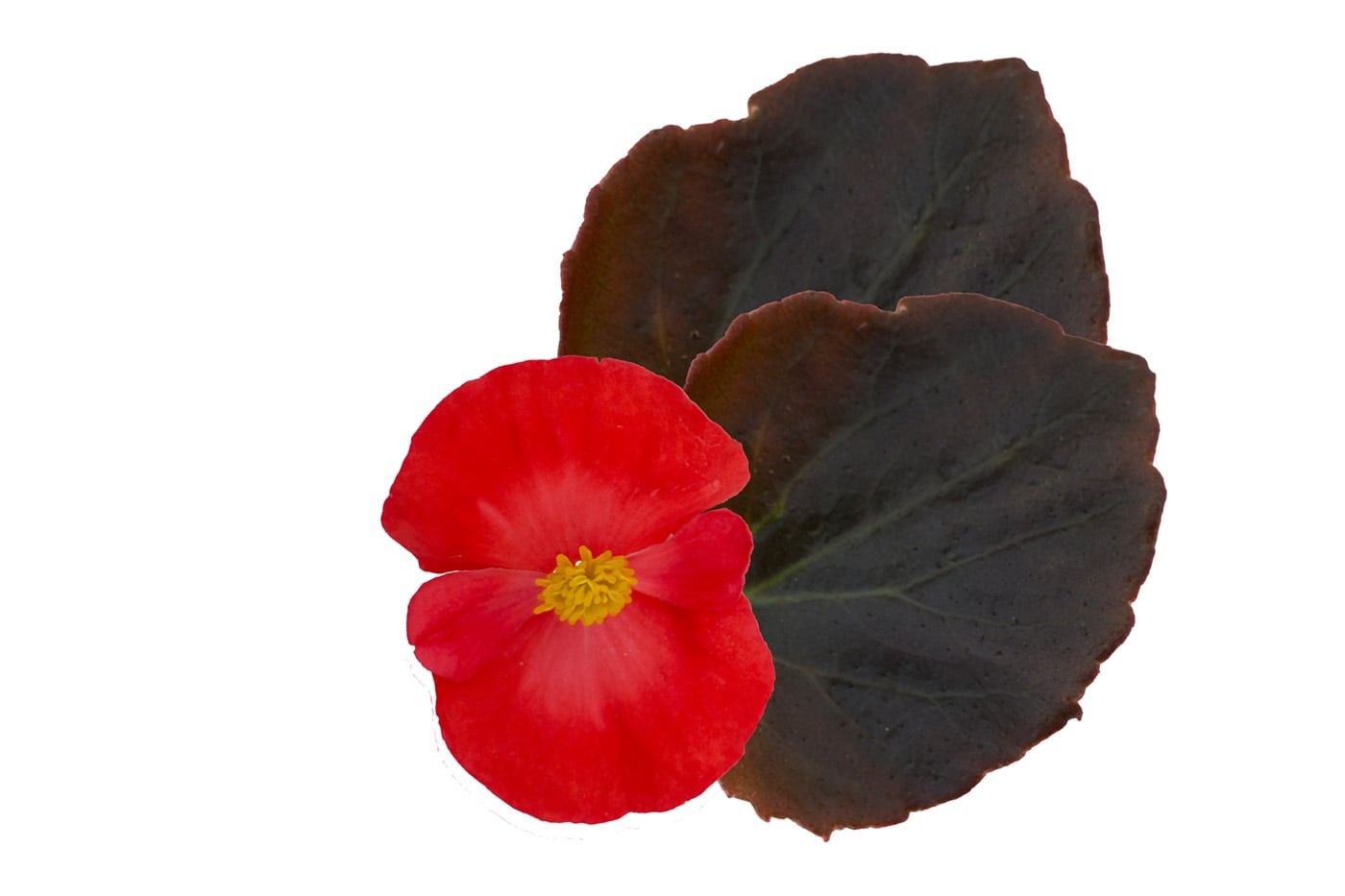 Sakata Seed Sudamerica - Flores | Senator