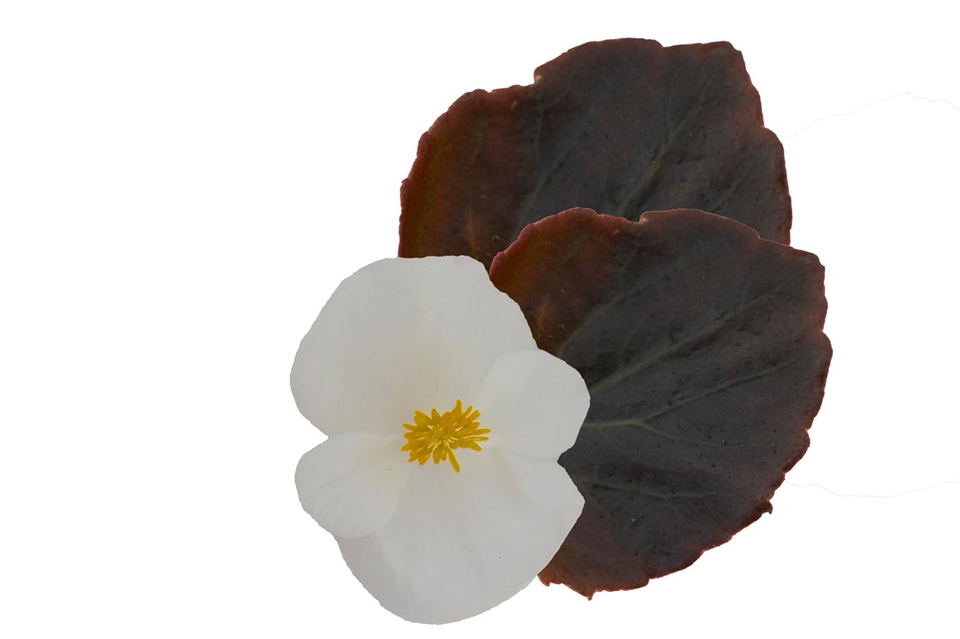 Sakata Seed Sudamerica - Flores | Senator
