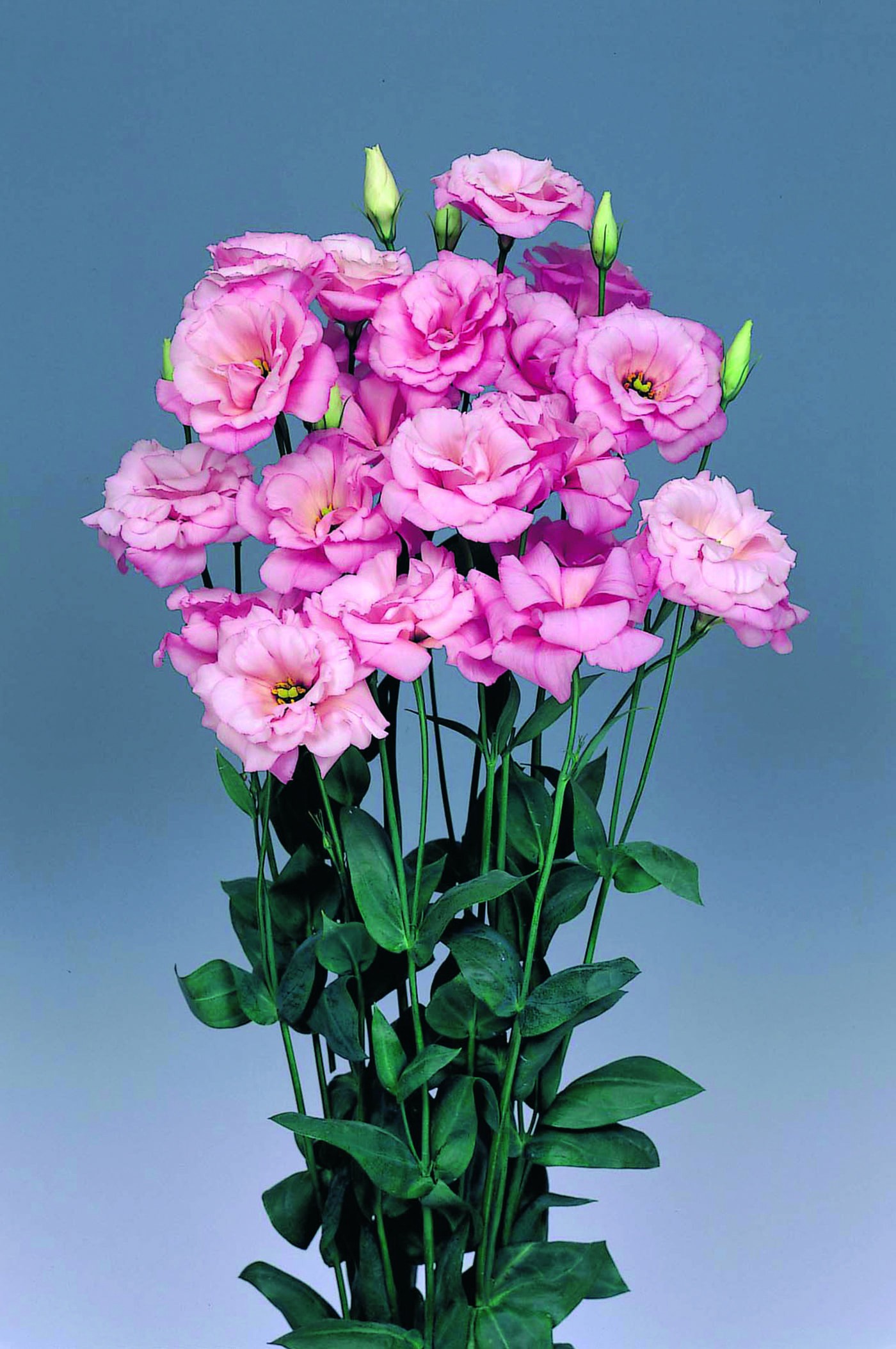 Sakata Seed Sudamerica - Flores | Echo - Grupo 1