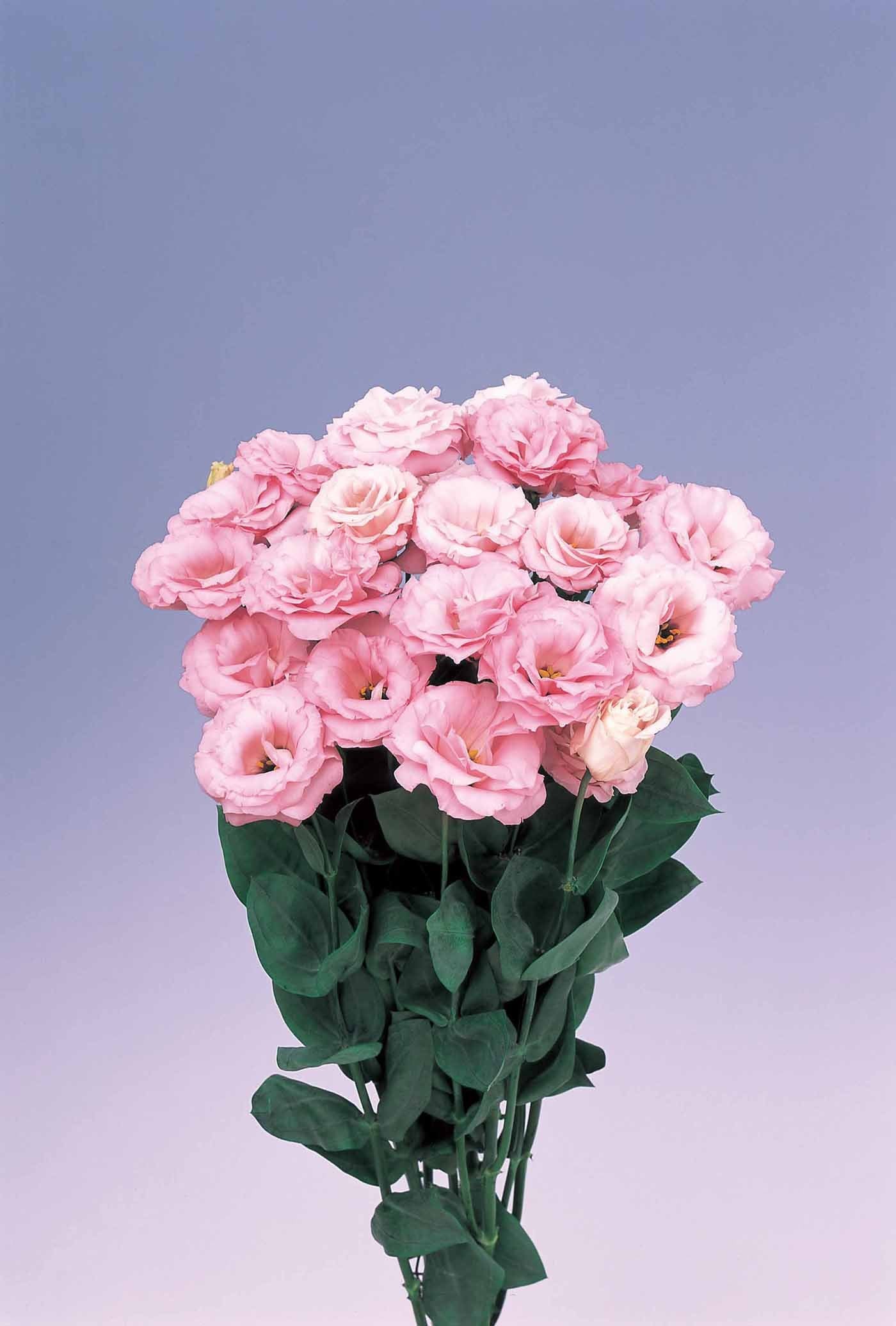 Sakata Seed Sudamerica - Flores | Robella 2