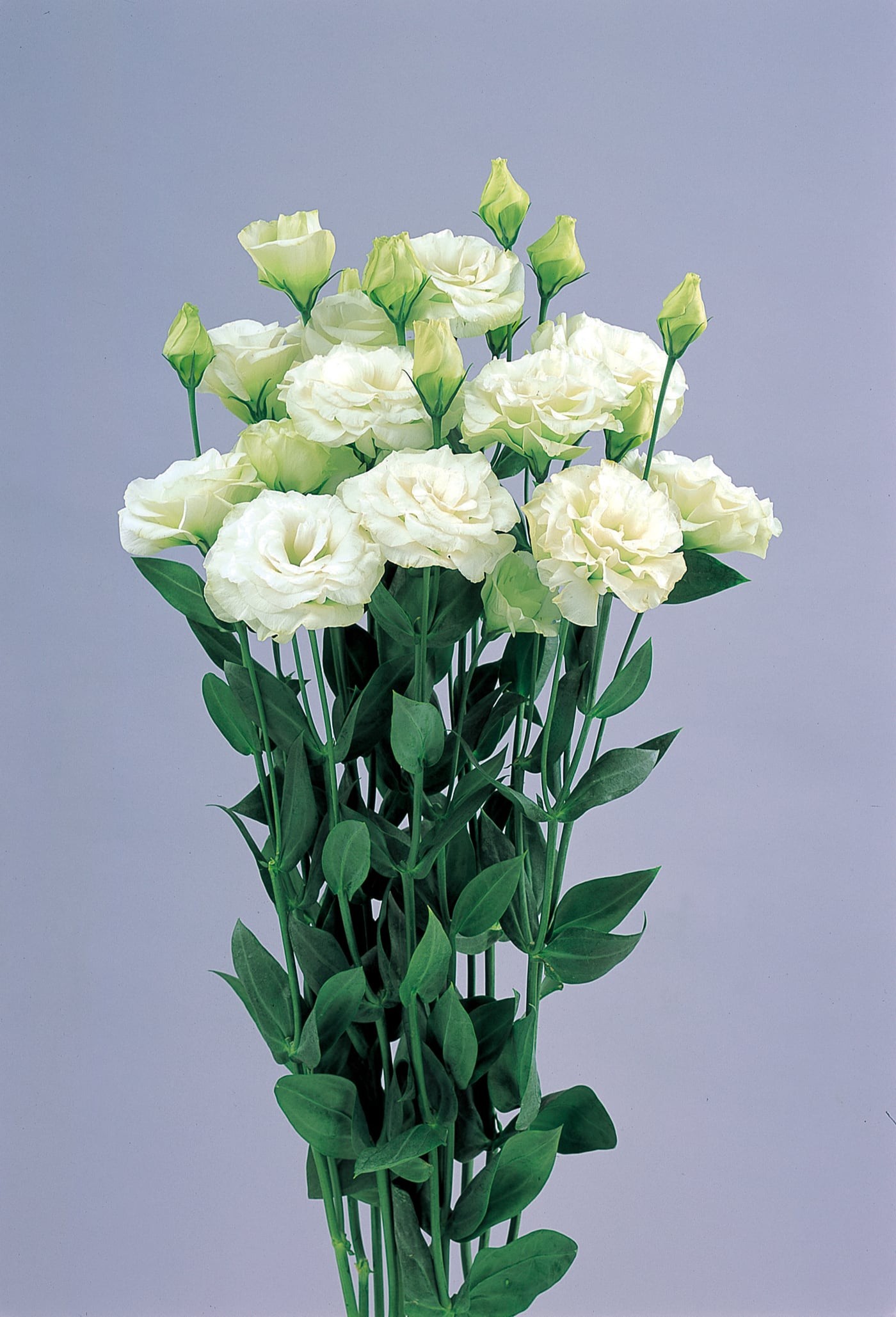 Sakata Seed Sudamerica - Flores | Robella 2