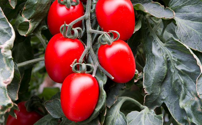 Sakata Seed Sudamerica - Hortalizas